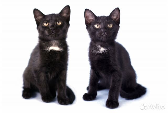 Котята в дар. Мальчик и девочка. 3,5 месяца
