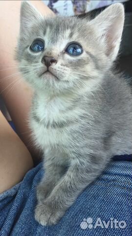 Глазастое чудо