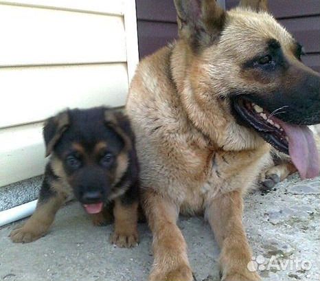 Щенок немецкой овчарки (сука)