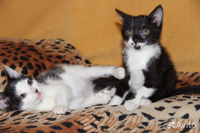 Замурчательные сестренки ищут лучший дом