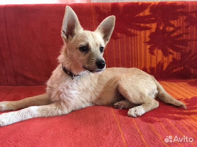 Маленькая собачка в дар