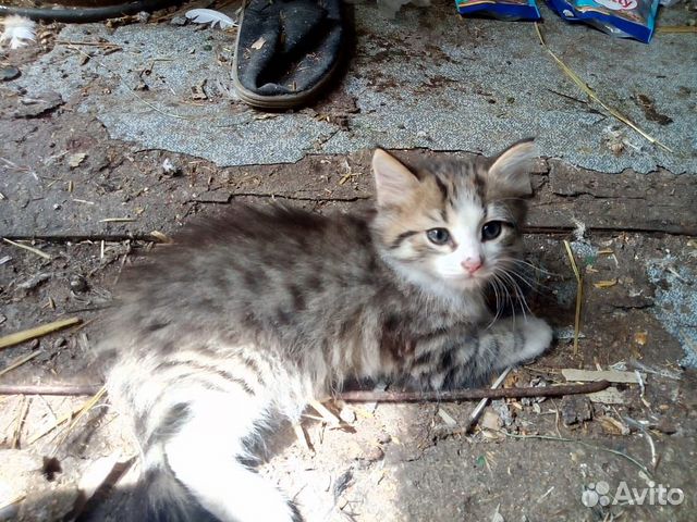 Милые котятки