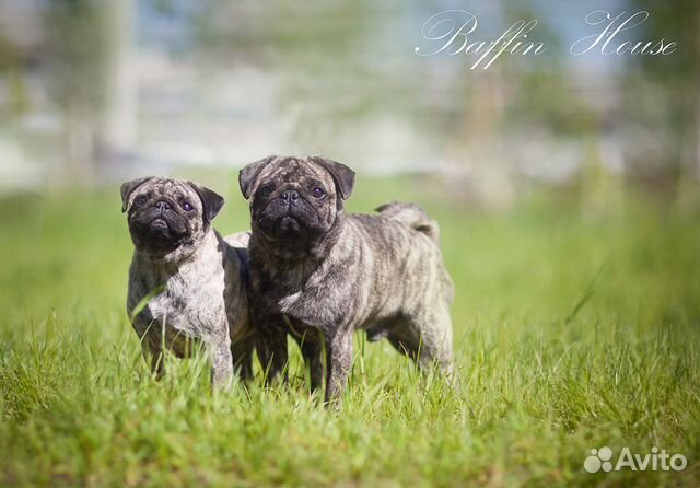 Тигровый кобель