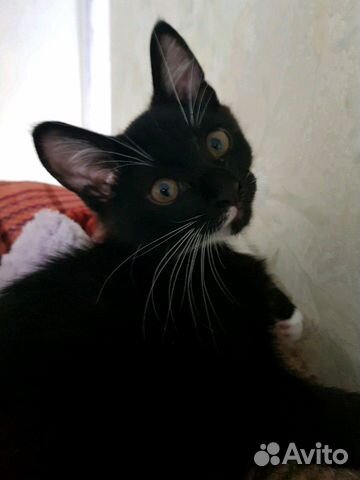 Если Вы ищете свое счастье, то это Я) котик Миша)