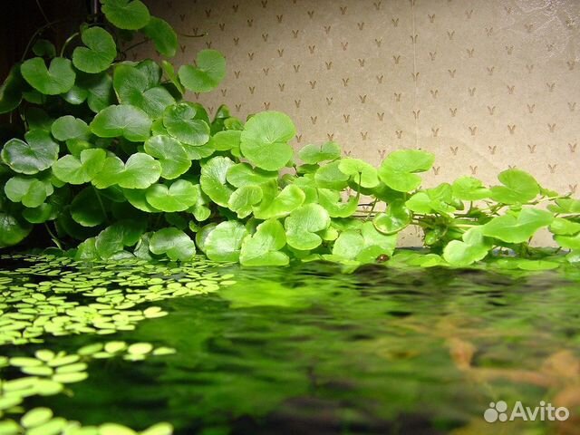 Хелена, Катушка, Мелания, Мариза