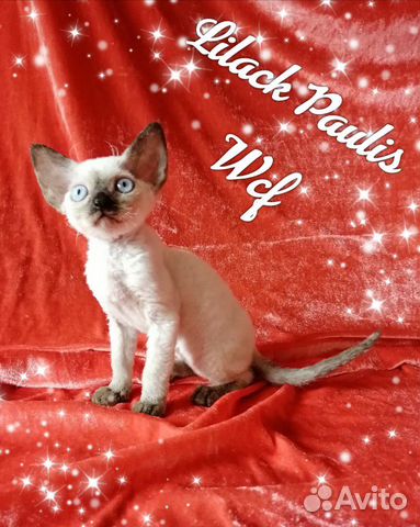Чудо котик
