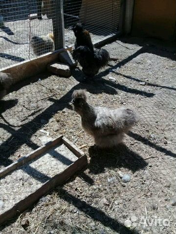 Китайские шелковые