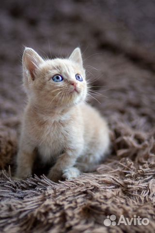 Котенок (кот) рыжего окраса мальчик