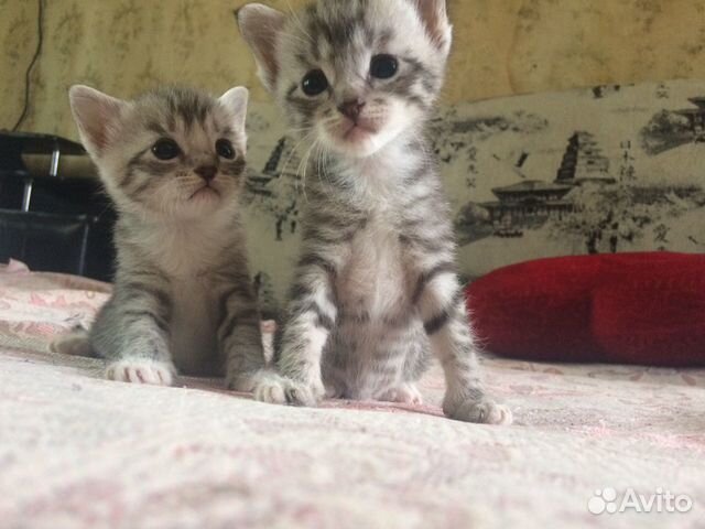 Отдам котяток в добрые руки бесплатно