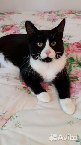 Котик Мотик