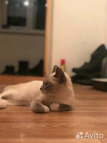 Отдадим кошечку в хорошие руки