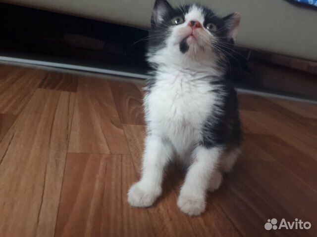 Отдам котенка-девочку (комочек счастья)