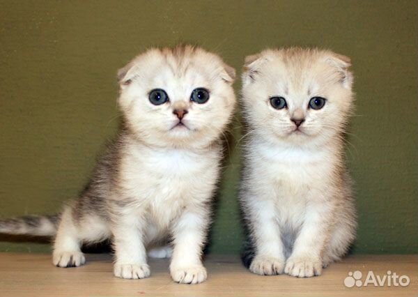 Шотландские вислоухие кошечки