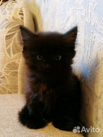 Британские котята