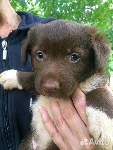 Щенки золотисто-шоколадного окраса