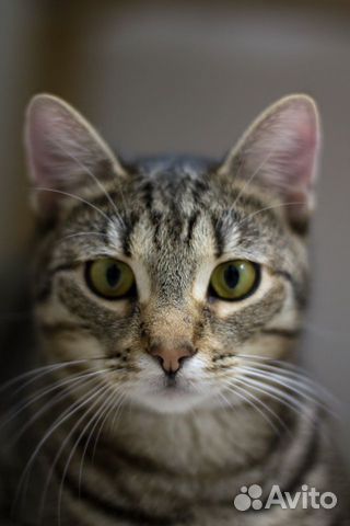 Отдам кота Саню в добрые руки
