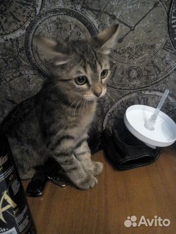 Кошачий ребенок ищет семью