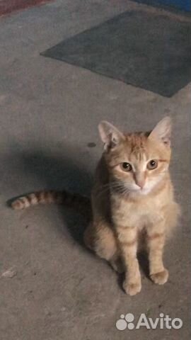 Кошечка в добрые руки