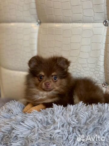 Шпиц девочка шок-подп