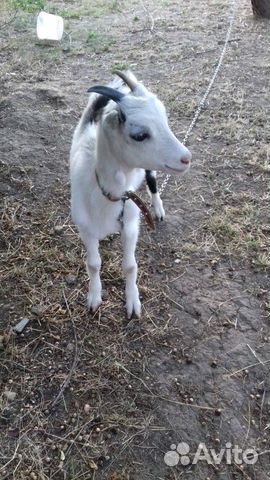 Козачка нубийская