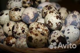 Яйцо перепелиное инкубационное