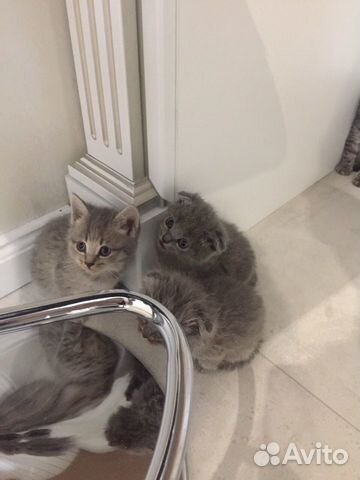 Котята от вислоухой кошки
