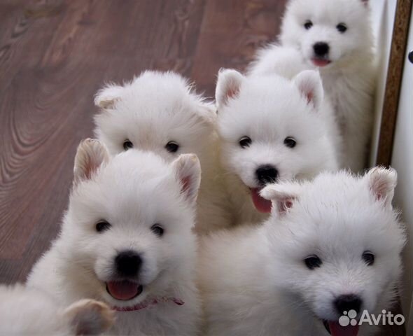 Щенки Самоедской лайки