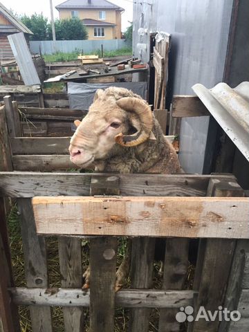 Баран-производитель