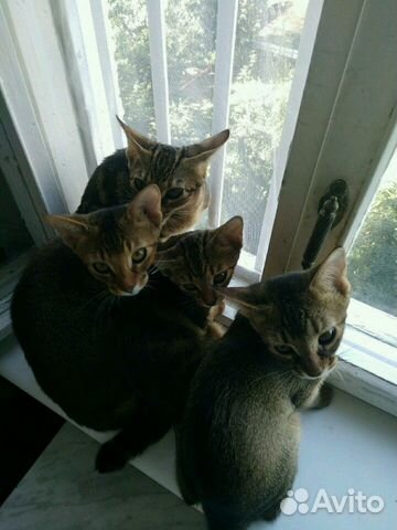 Котята Абики