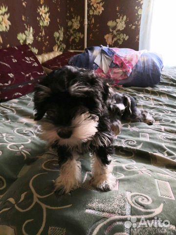 Щенок цвергшнауцера. 3 месяца