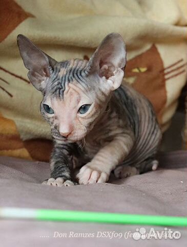 Котята для души