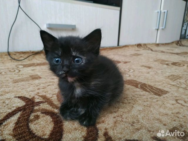 Пушистые котята