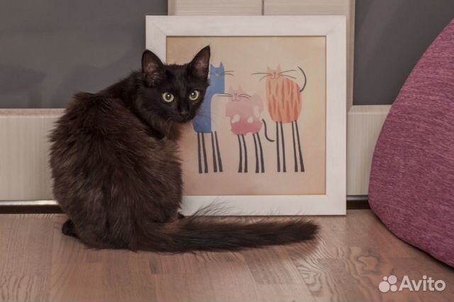 Красавица Дымка. Метис сибирской кошки в дар