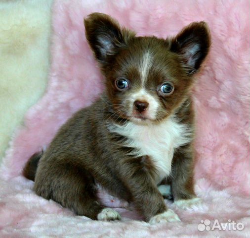 Обаятельный лиловый мальчишечка