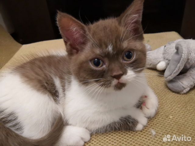 Чистокровная британская девочка