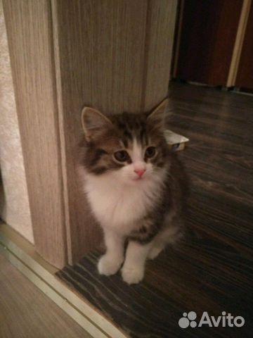 Кошечка Майя