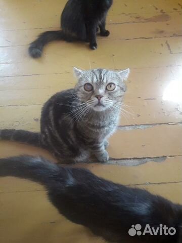 Породистый кот Сэр