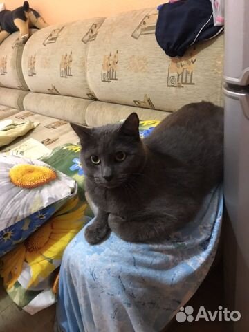 Кот