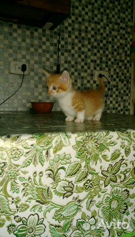 Кошечка породы Манчкин. 2 месяца