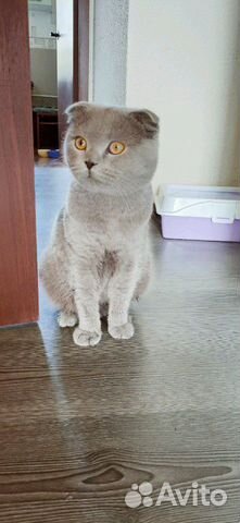 Отдам Котика