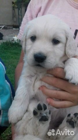 Ретривер голд