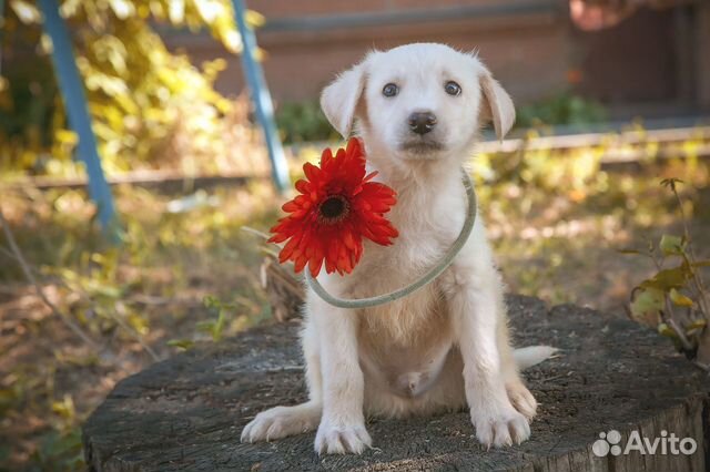 Щенок Василек 2,5 мес. Вырастет по колено.Доставим