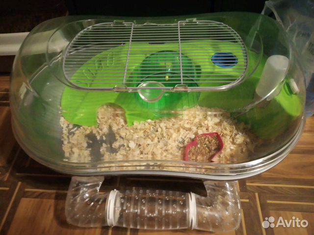 Хомяки сирийские белый и коричневый