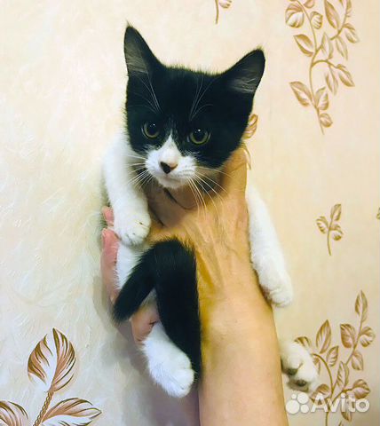 Котёнок в дар