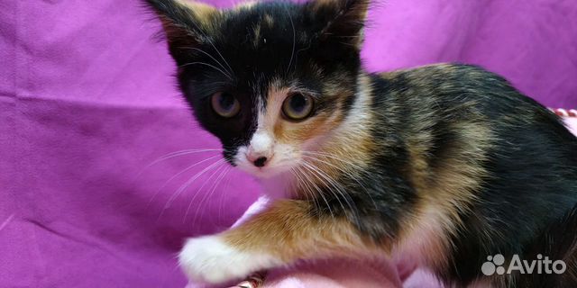 Диана котенок девочка 3 месяца