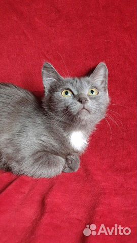 Пышик. Котенок в добрые руки