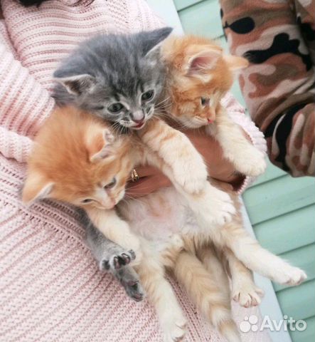 Котята в добрые руки Котята в дар