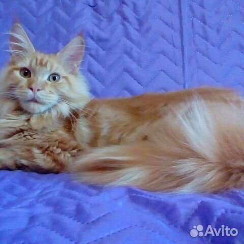 Мейн-кунские красные котята