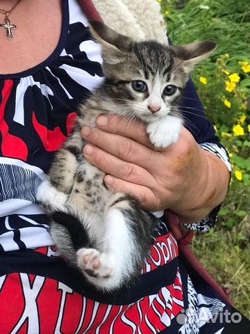 Котята метисы сиамской кошки