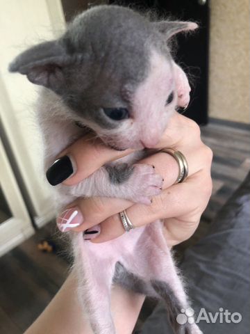 Донской сфинкс